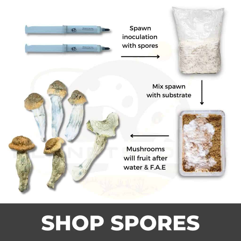 How to Study Mushrooms and Spores Using a Microscope – planetspores.ca