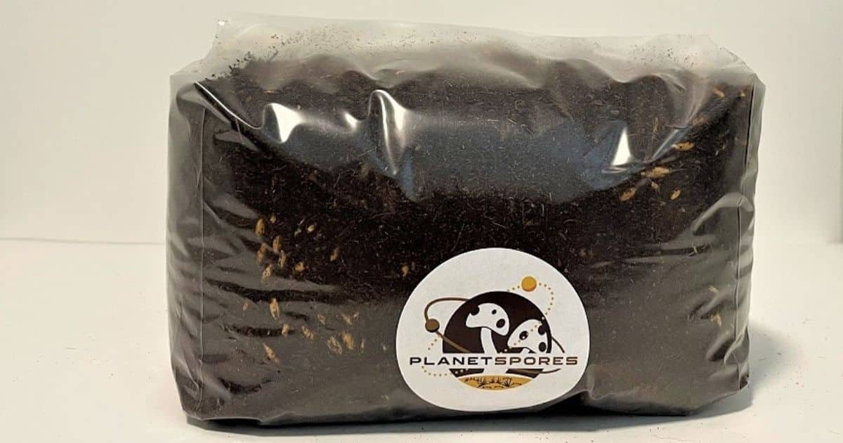 Spawn Bag Tek | The Ultimate Guide To Fruiting Mushrooms In Bags ...