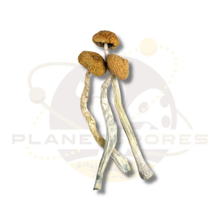 B Plus Mushroom Spores – planetspores.ca