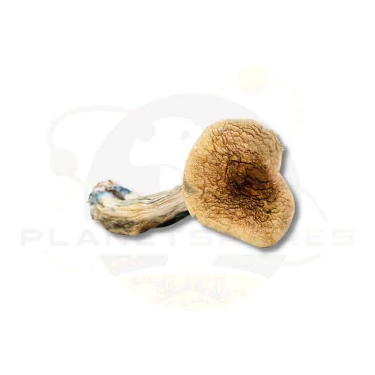 Koh Samui Super Strain Mushroom Spores – planetspores.ca
