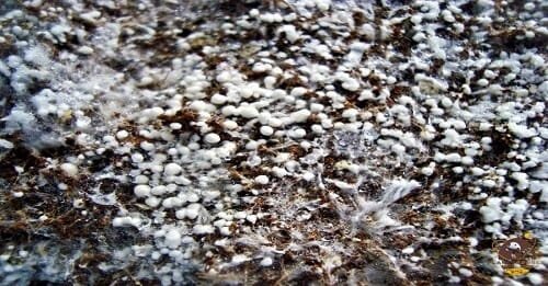 Mycology Glossary – planetspores.ca