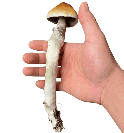 Mycology Glossary – planetspores.ca