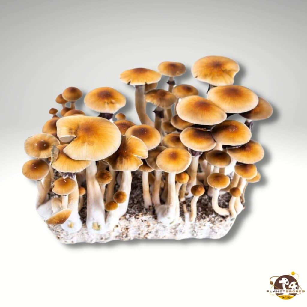 Magic Mushroom Colonized Spawn Grow Kit – planetspores.ca
