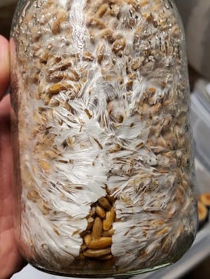 Mycology Glossary – planetspores.ca