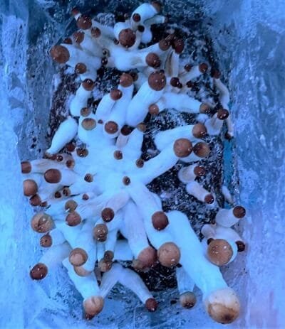 Mycology Glossary – planetspores.ca