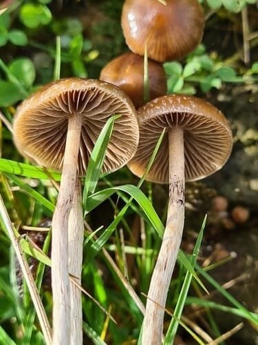 Mycology Glossary – planetspores.ca