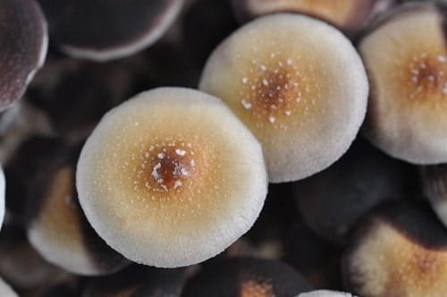 Mycology Glossary – planetspores.ca