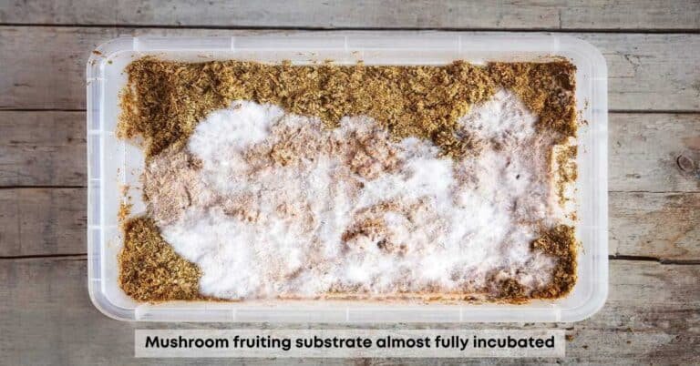 A Step by Step Guide to Growing Magic Mushrooms – planetspores.ca