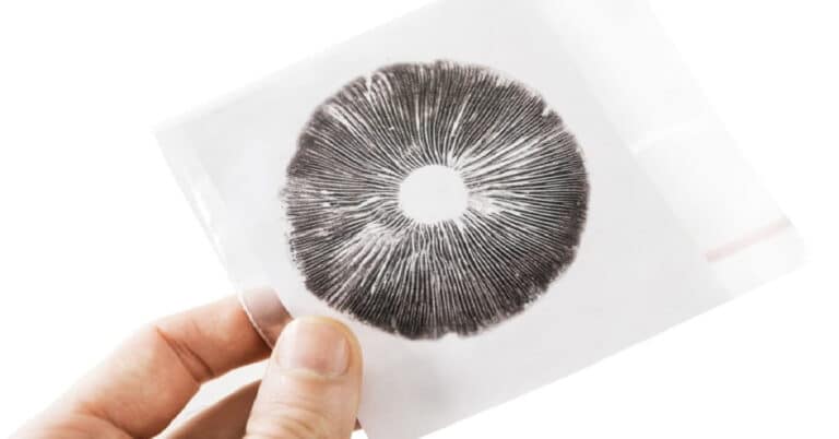 How to Make Mushroom Spore Prints – The Easy Way – planetspores.ca
