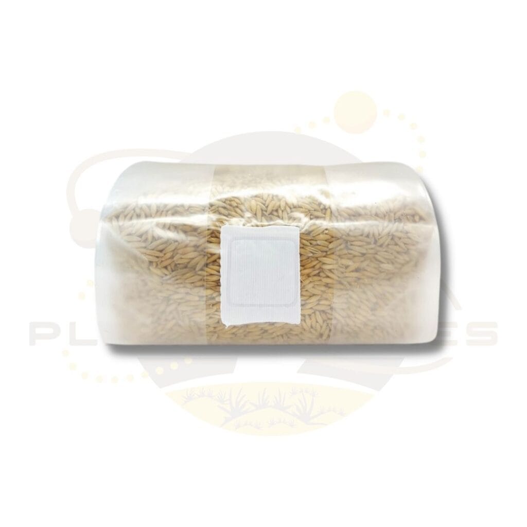 Whole Oat Mushroom Grain Spawn – planetspores.ca