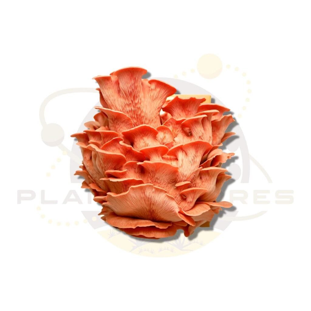 Pink Oyster Mushroom Liquid Culture – planetspores.ca