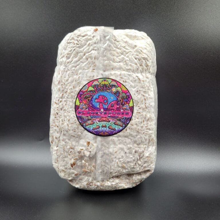 Colonized Mushroom Mycelium Grain Spawn – planetspores.ca