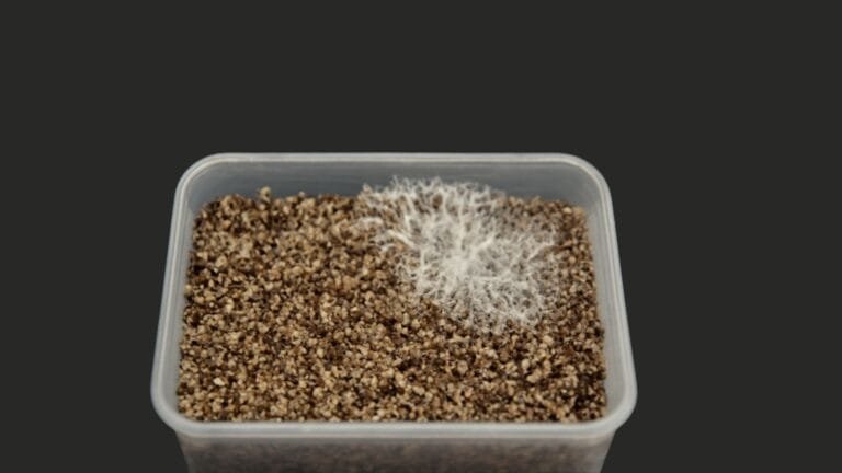 Mycelium Stalled? 7 Reasons Your Mushroom Grow Has Stopped (And How to ...